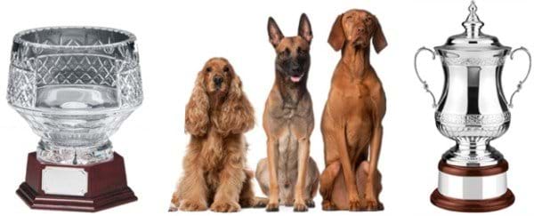 Dog Trophies and Awards Up To 50% OFF 100's to Choose From - Trophy Finder